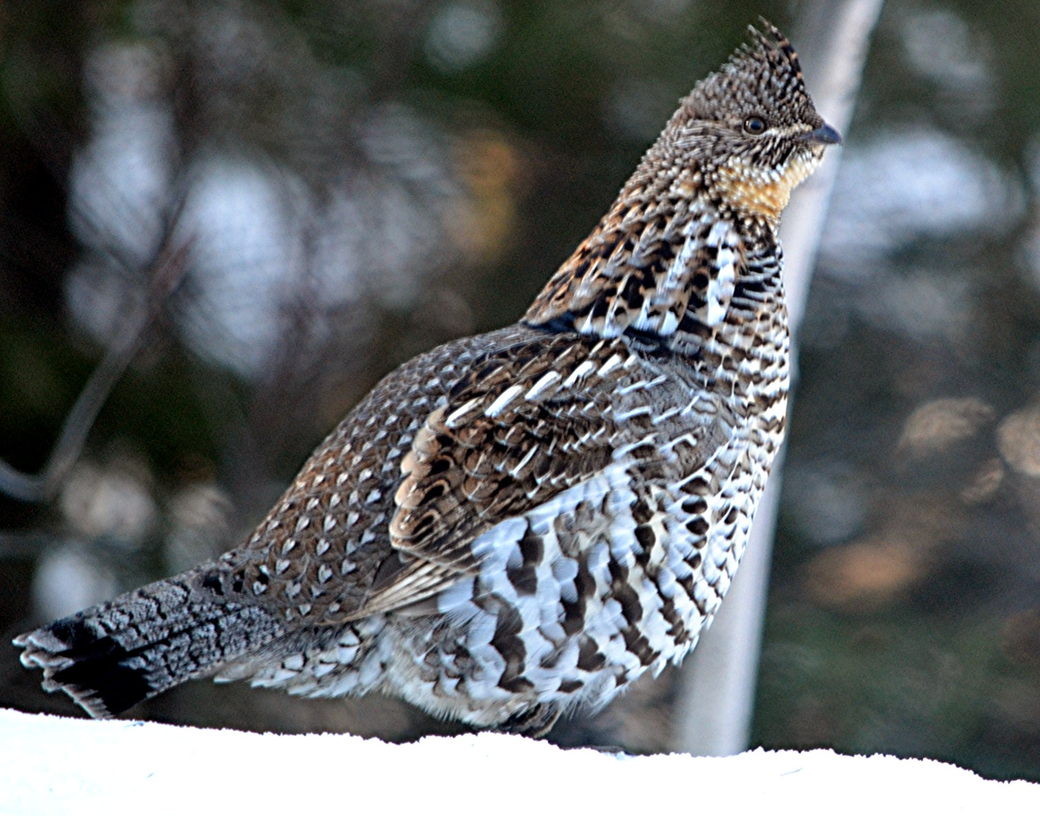 nature tales and camera trails: A RuffedGrouse