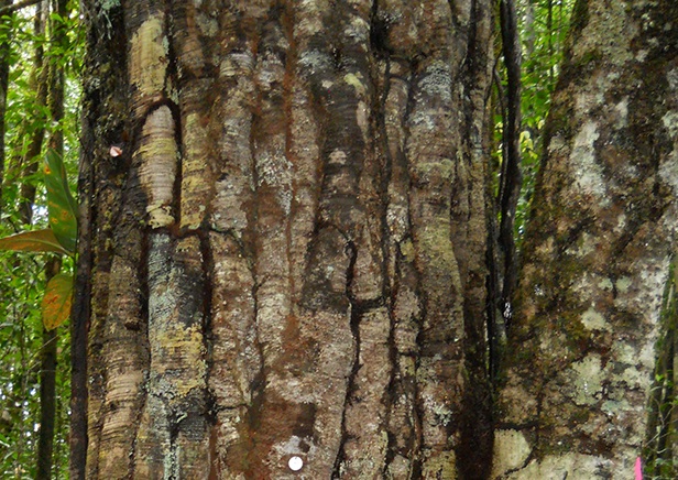 ALAM TUMBUHAN: KELUARGA MERANTI / MERANTIA [Dipterocarpaceae family]