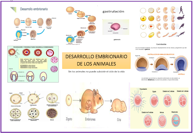 Desarrollo embrionario en los animales
