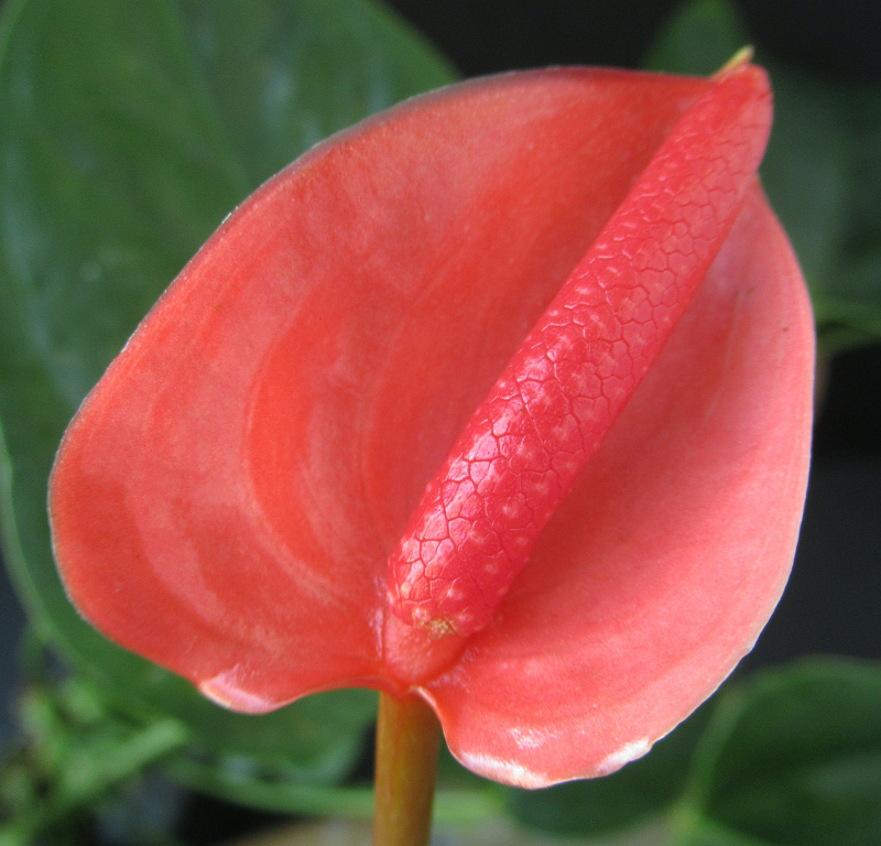 Plants Are The Strangest People Anthurium No 1679 Madison Adjective plants-are-the-strangest-people-anthurium-no-1679-madison-adjective