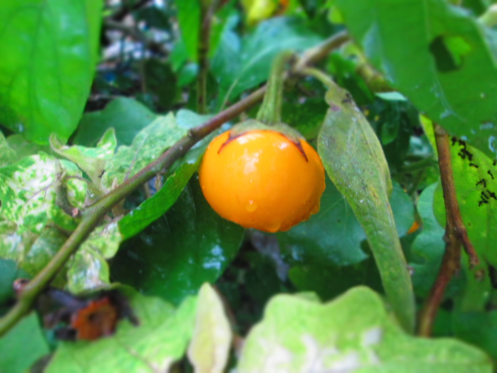 Photoshoot Terung kuning ~ Monice and Family