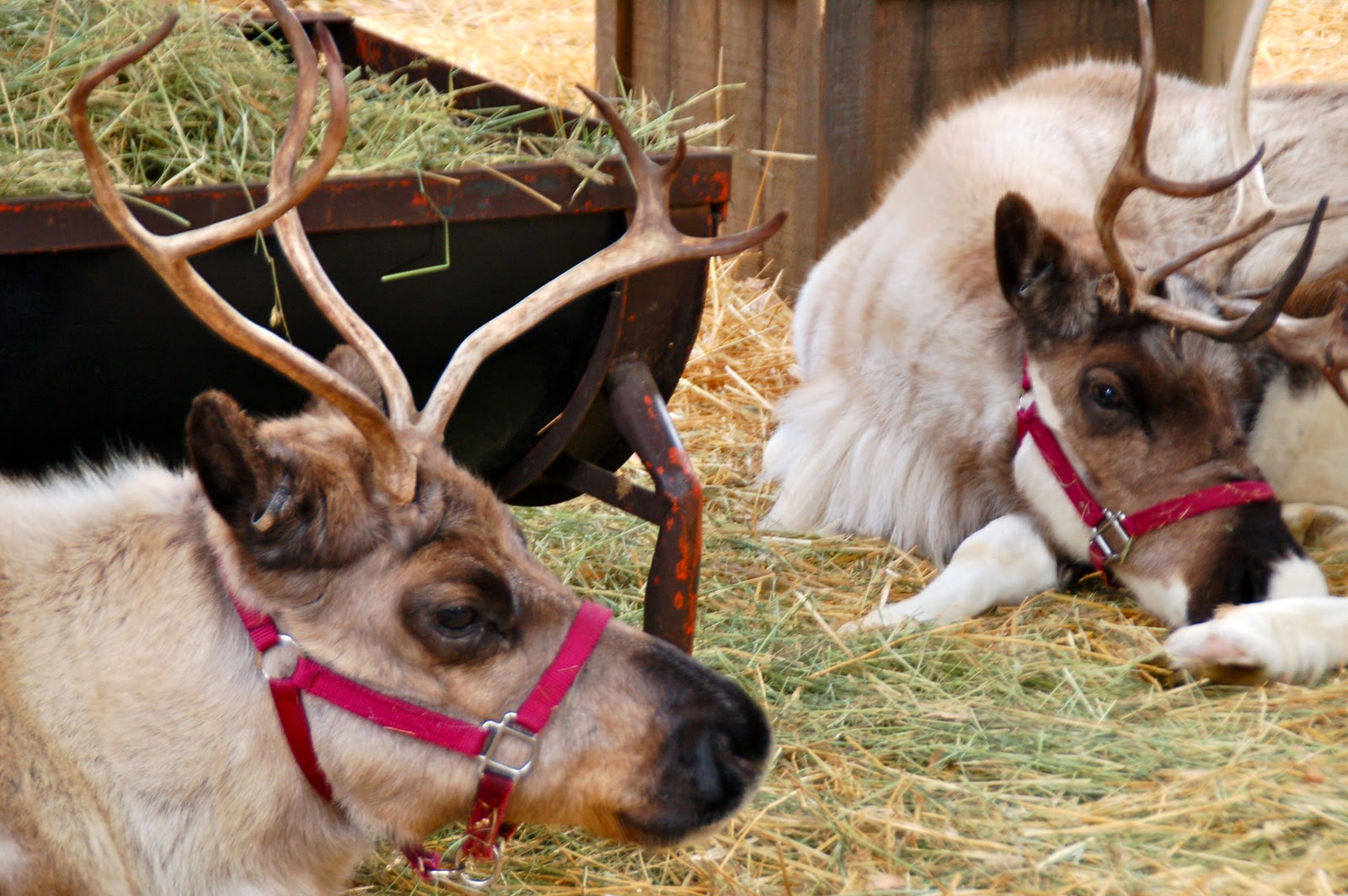 Disney Sisters: Pluto the Red-Nosed Reindeer