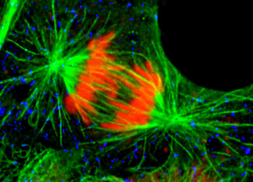 As Many Exceptions As Rules: Venomous Plants – A Hairy Situation