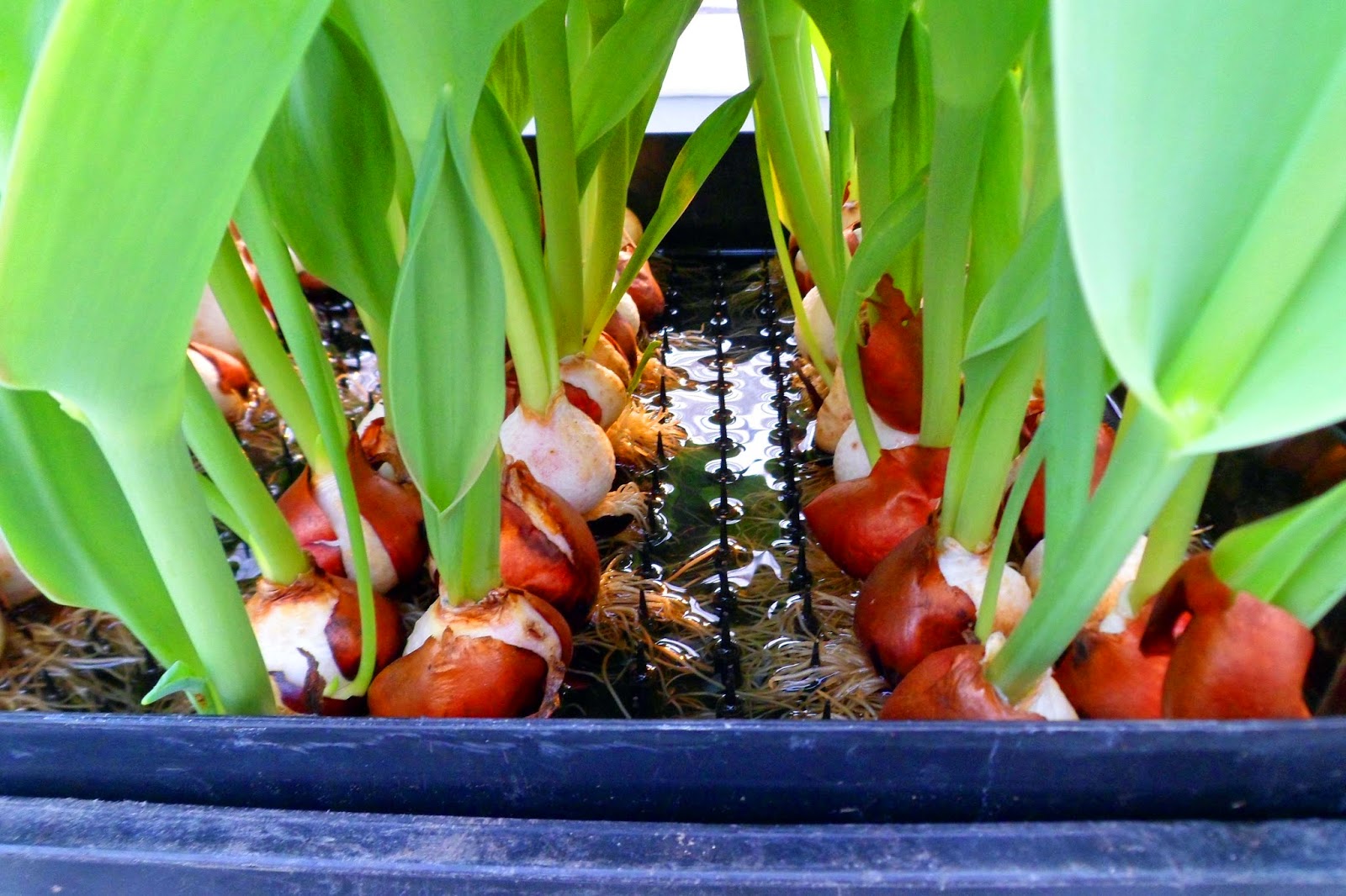 Entre azahares y claveles: Seis cosas que debes saber sobre los bulbos ...