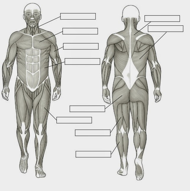 Profesor Mario: Huesos y músculos mudos