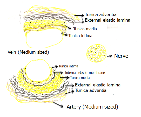 Cardiovascular (Circulatory) System