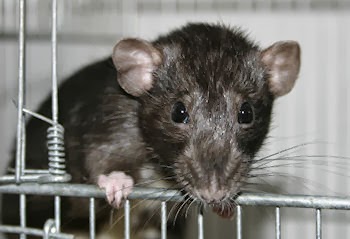 The Presurfer: Dutch Police Recruit Rat Detectives To Sniff Out Crime