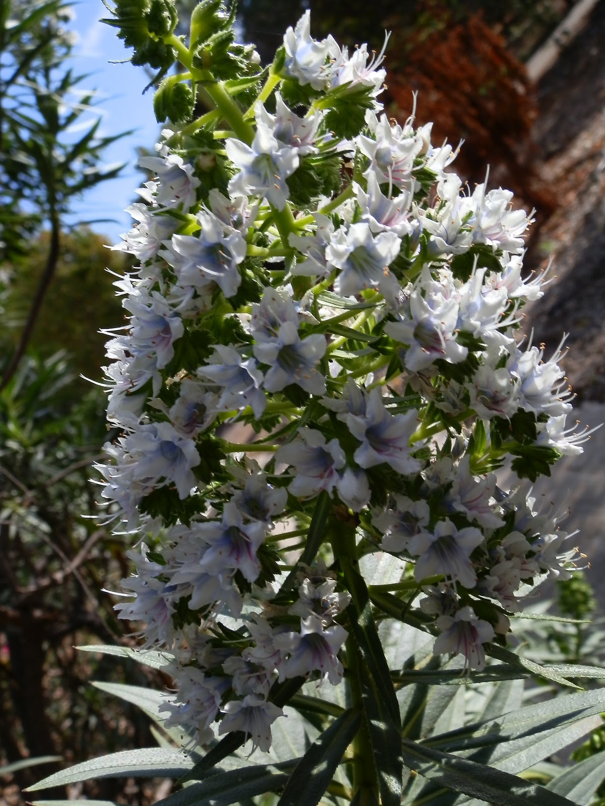 AulaTicBio: Tajinaste blanco