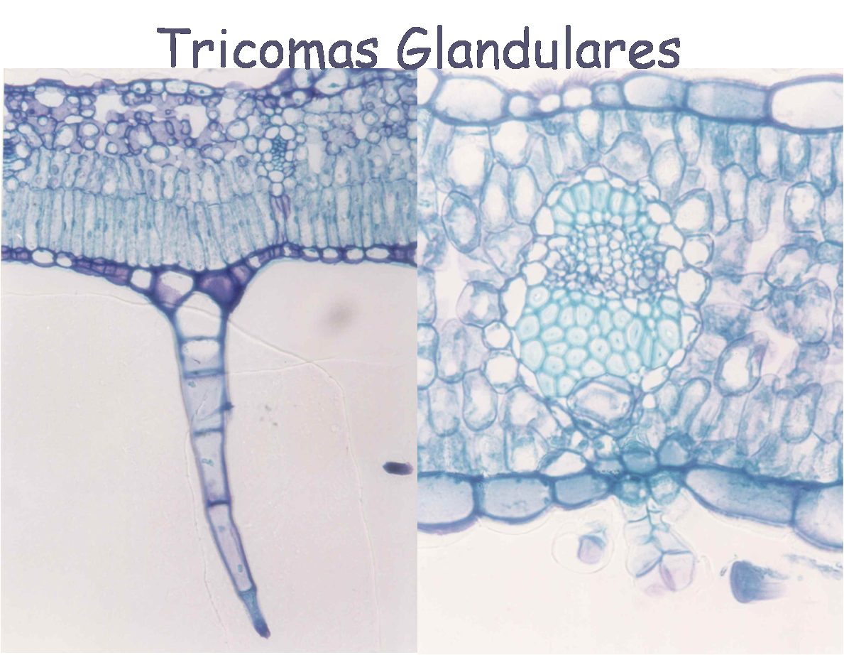 Asteraceae: Epiderme e suas formações