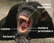Anthropology 101: Comparative Primate Blog Post: Dentition Patterns