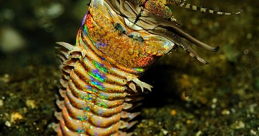 Super Punch: The Bobbit Worm