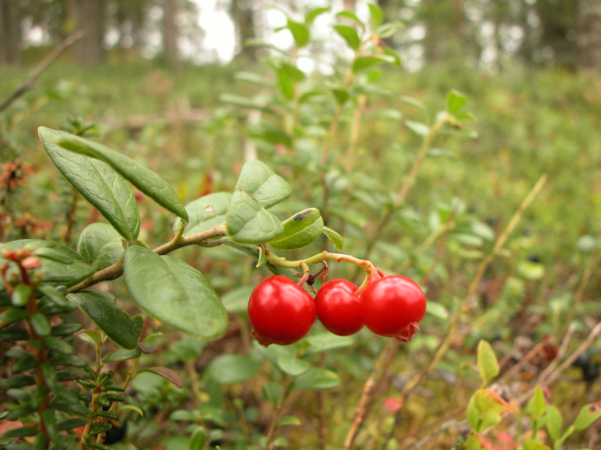in my view ...: Finnish forest berries