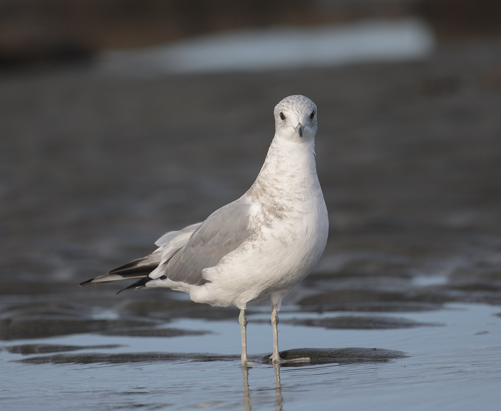 pewit: Mew Gulls