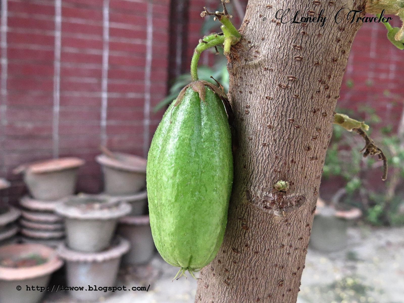 Bilimbi - Averrhoa bilimbi