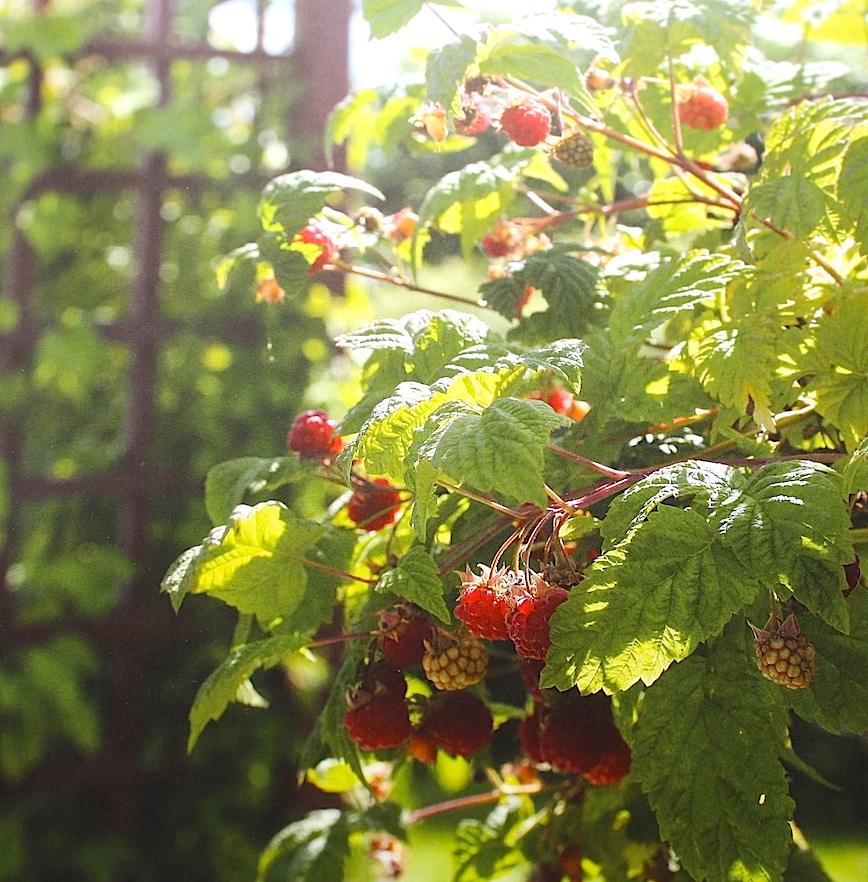 Lasituvan Miniatyyrit: Katin kirjanurkka - Leikkaa hedelmäpuut ja ...