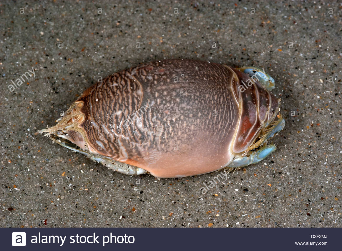 ANOMURA HIPPIDAE SAND CRAB=EMERITA Y HIPPA