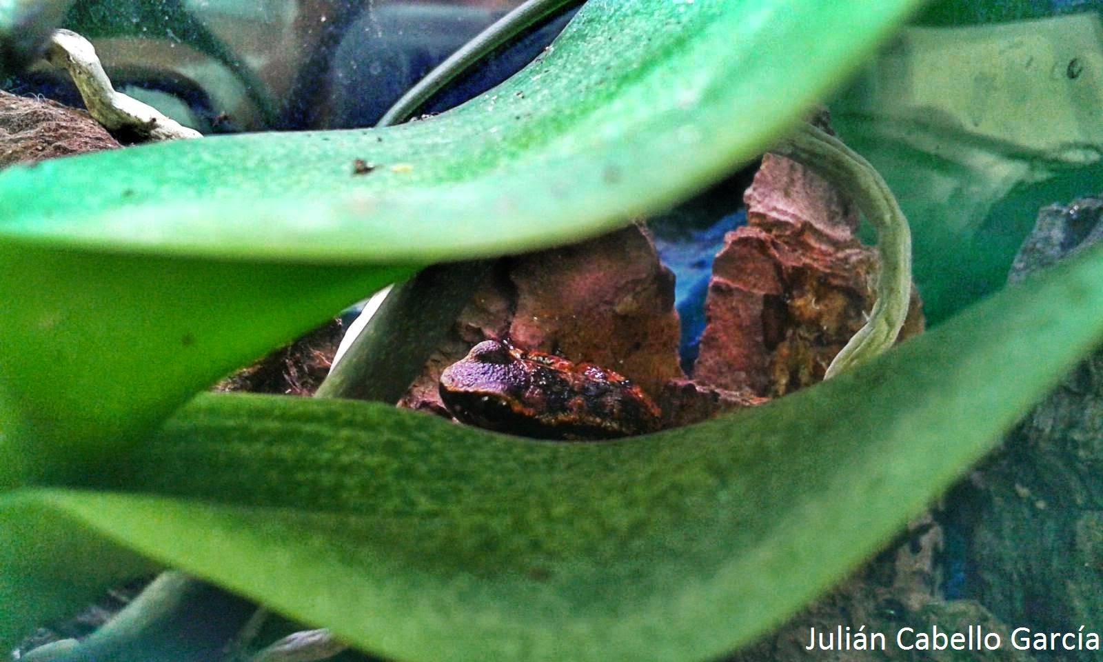 Dendroland: Diario de un Sapito Niñero Oriental (Colostethus Mandelorum)