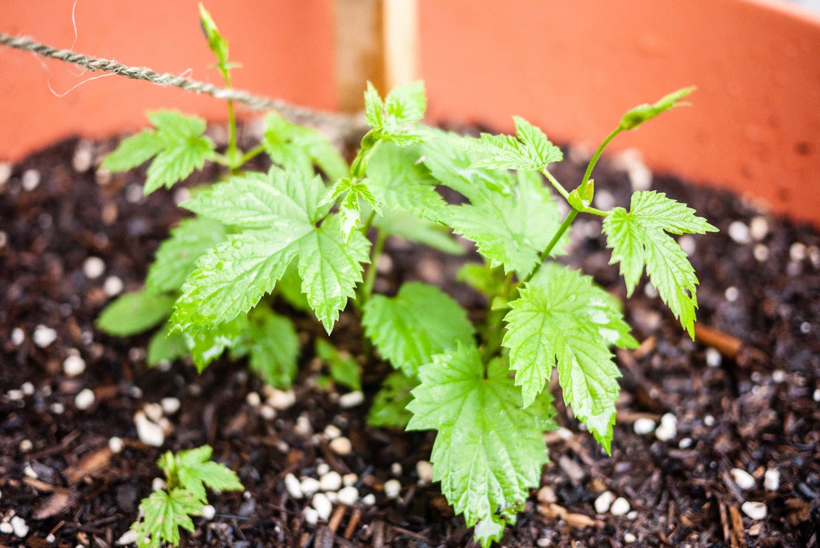 Growing Hops in Containers ~ Good Funk