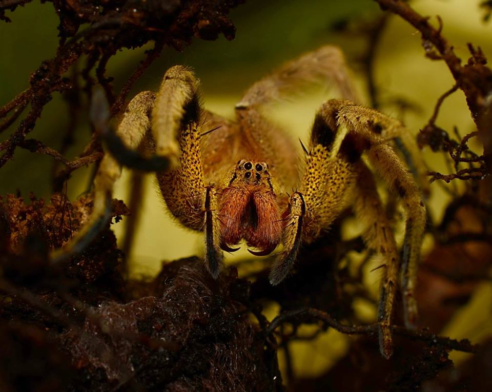 The Lair of The DiabolicAl Spiderlord: Would the REAL Brazilian ...