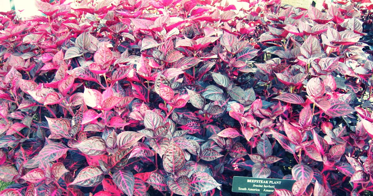 Cara Menyembuhkan Anemia Dengan Bayam Merah Paling Mudah - ragam manfaat