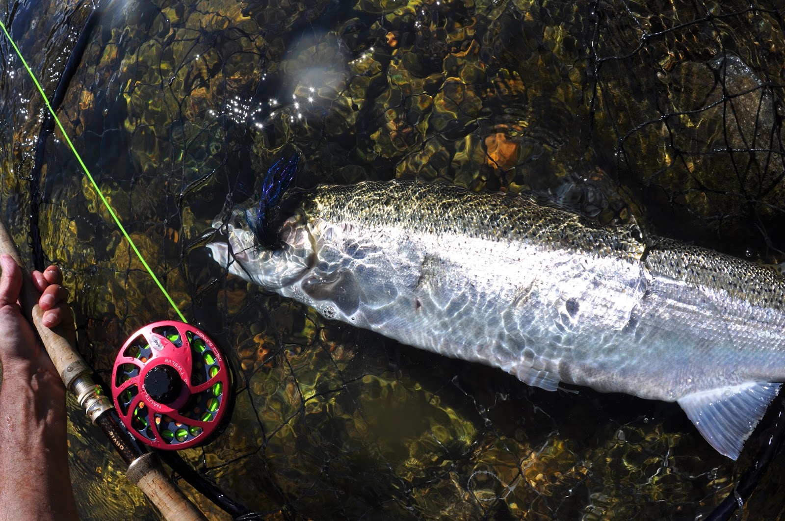 YEP!..SUMMER CHROME STEELHEAD TIME! ~ Matt Supinski's Gray Drake Lodge ...