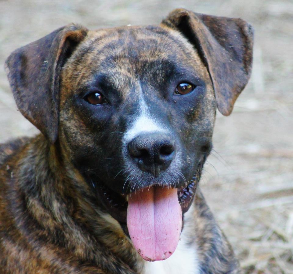 Save a Life: Animal Rescue: Brought to you because of Corona: Sweet ...