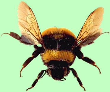 Bumble Bee Facts and Latest Photographs | The Wildlife