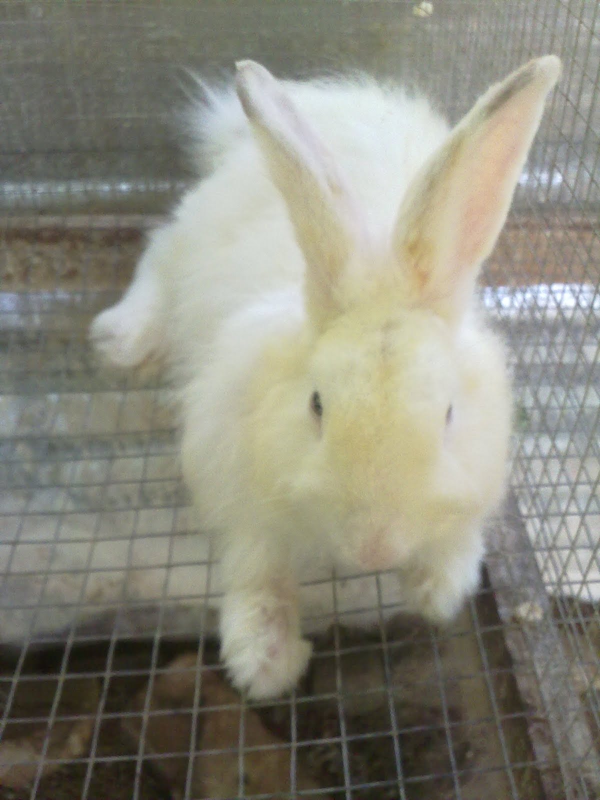 ARNAB PEDAGING: Jenis-jenis arnab yang ada kat Kg. Air Kuning Rabbit ...