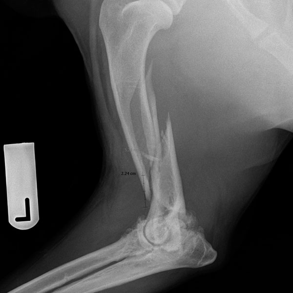 Veterinary Surgery : Emergency Fracture Management in Small Animals