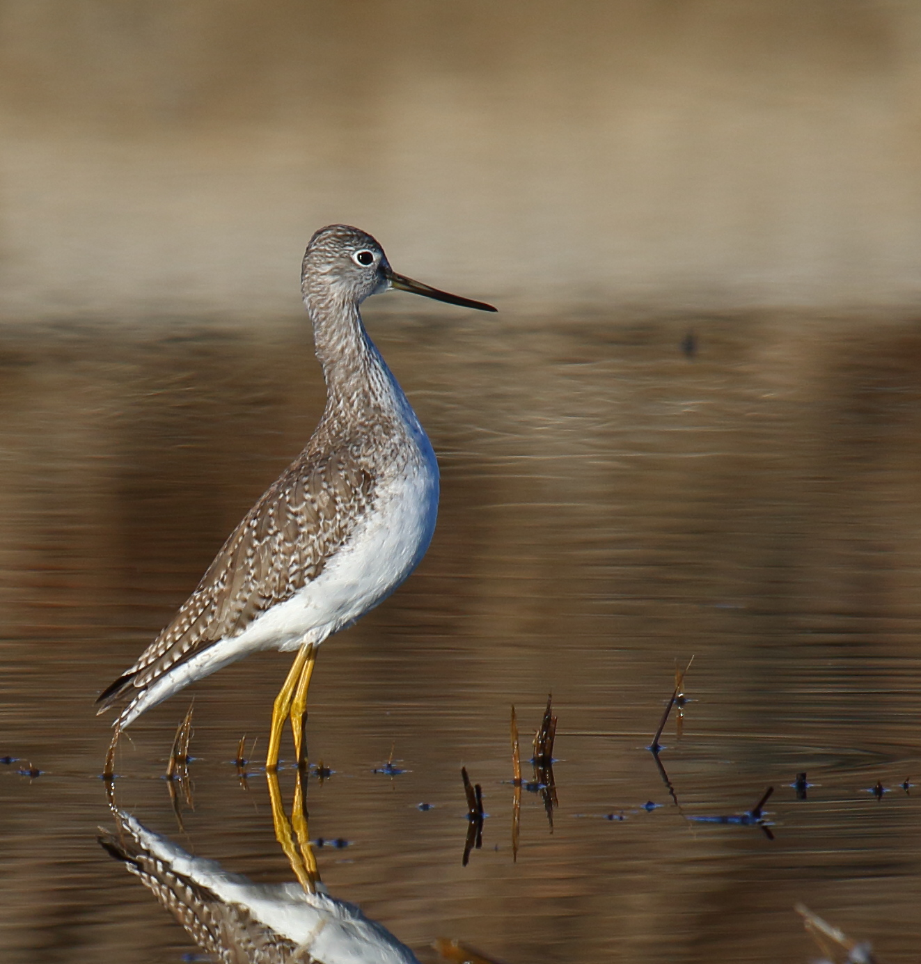 Greater Yellowlegs at Borrego Springs - Greg in San Diego