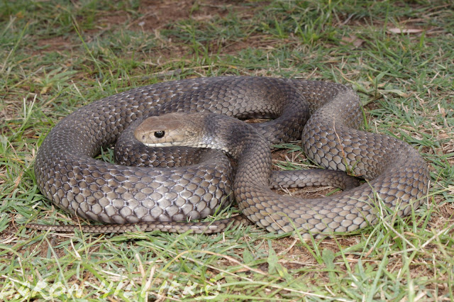 Ular Asli Indonesia: Ular Berbisa