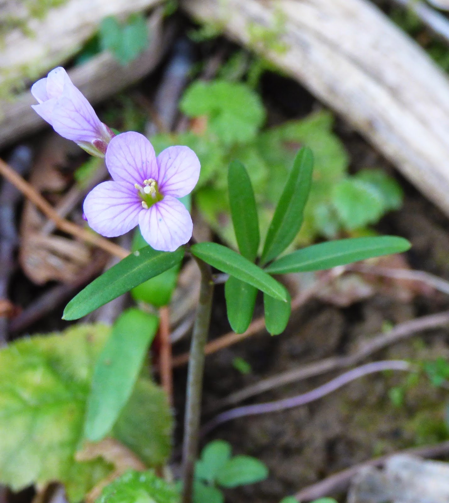 Wildflowers: Toothworts