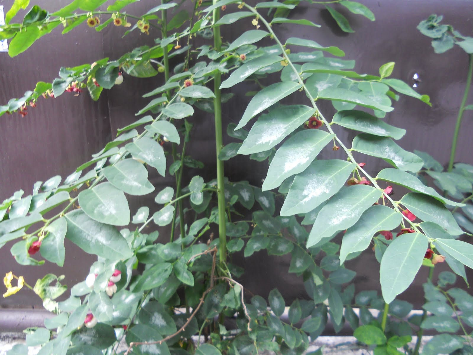 KAJIAN LUBAI: Tanaman katu