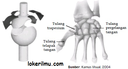 Macam Macam Sendi Dengan Letak dan Fungsinya Beserta Gambar - Loker Ilmu