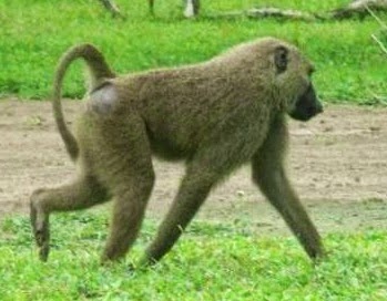 Baboon Anatomy ~ Animal and world