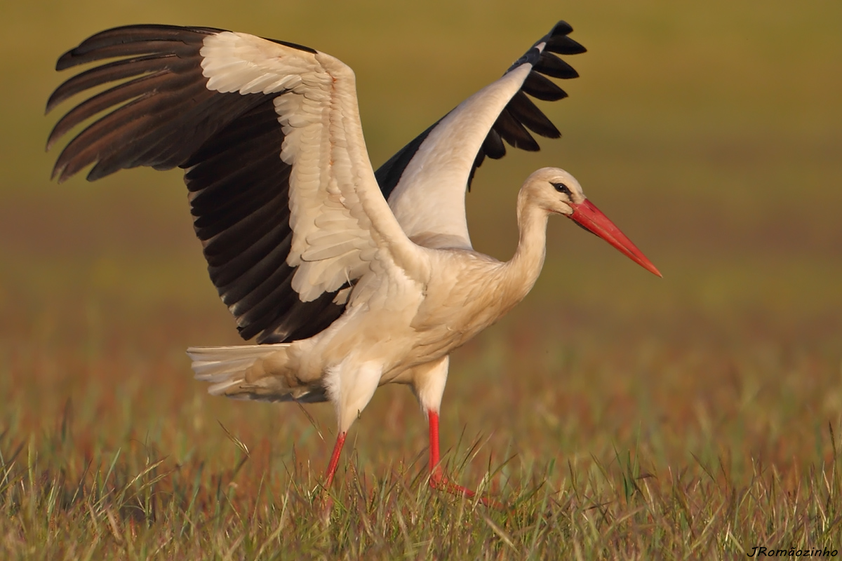 Pescador de aves: Cegonha branca