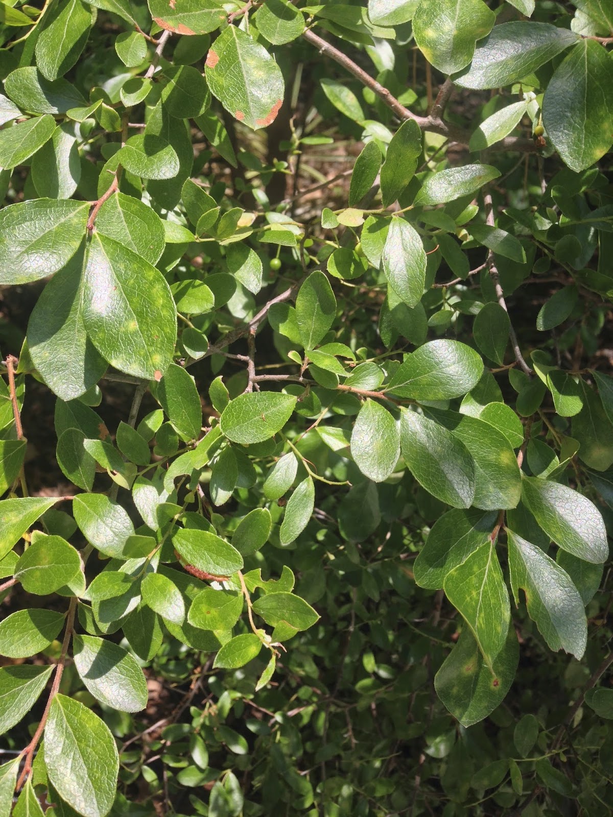 The Illustrated Plant Nut: Farkleberry on the 36th Parallel