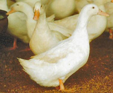 BUDI NIAGA RESOURCES : MENJUAL PELBAGAI UNGGAS