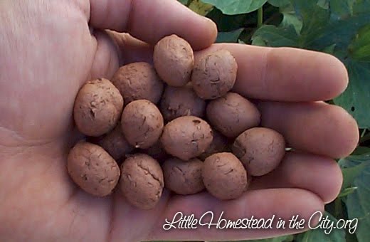 Make your own seed balls!
