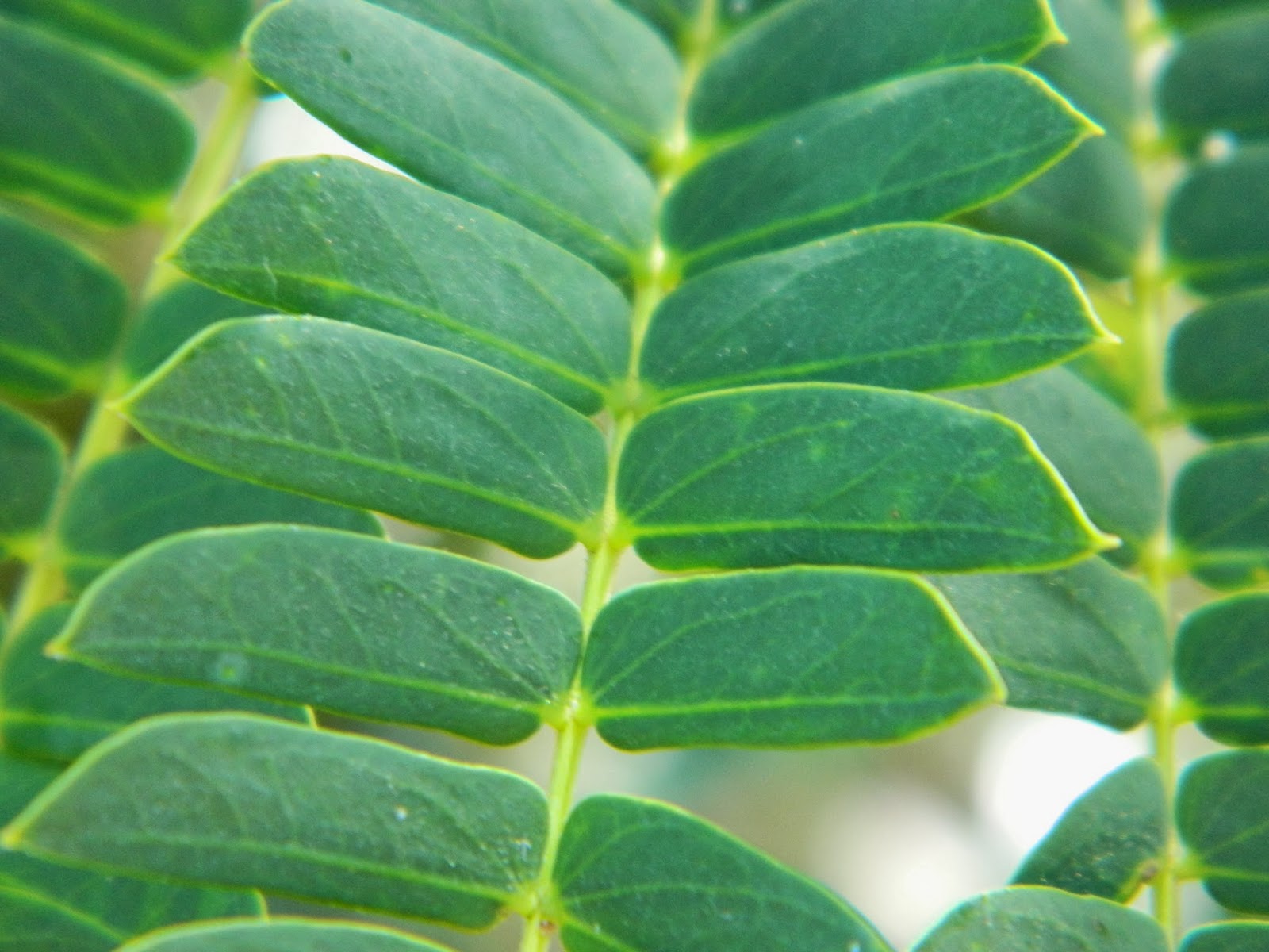 LA TIERRA Y SU GENEROSIDAD: TIMBO (Enterolobium contortisiliquum)