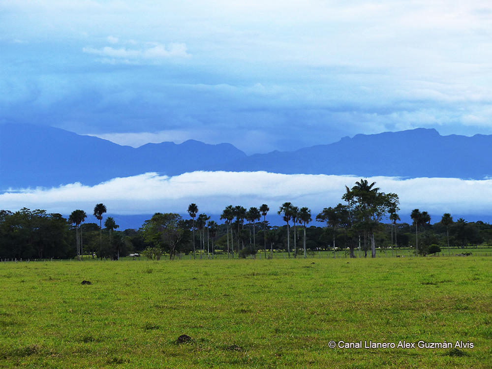 Canal Llanero : PIEDEMONTE, UN REFUGIO DE VIDA