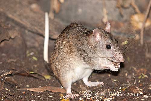 Kingfisher Park Birdwatchers Lodge (old): 18-Sep-2011