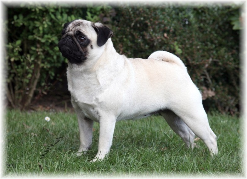 Criadero PUG Vaztor: Siete cosas que debes saber antes de tener un pug