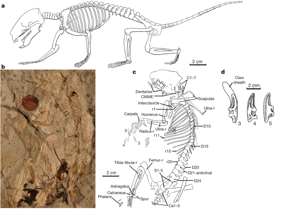 Escenarios prehistóricos: Megaconus