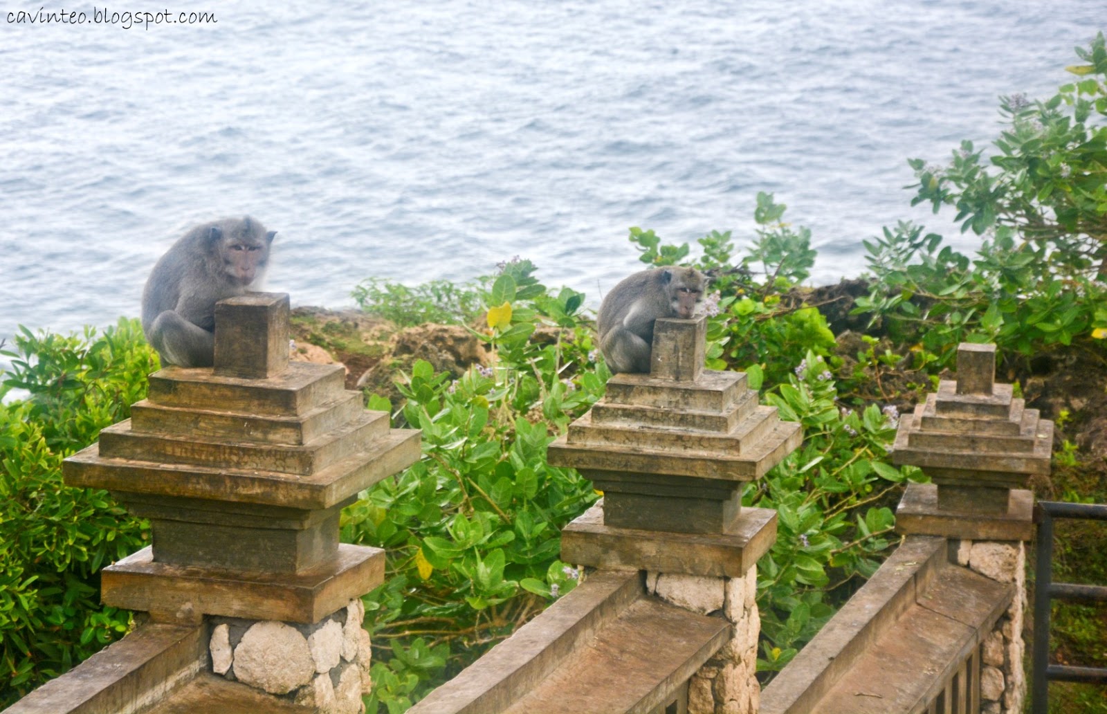 Entree Kibbles: Beware of the Thieving Monkeys @ Uluwatu Temple [Bali]