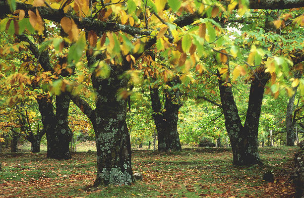Puede que te interese: El bosque de castaños en Asturias