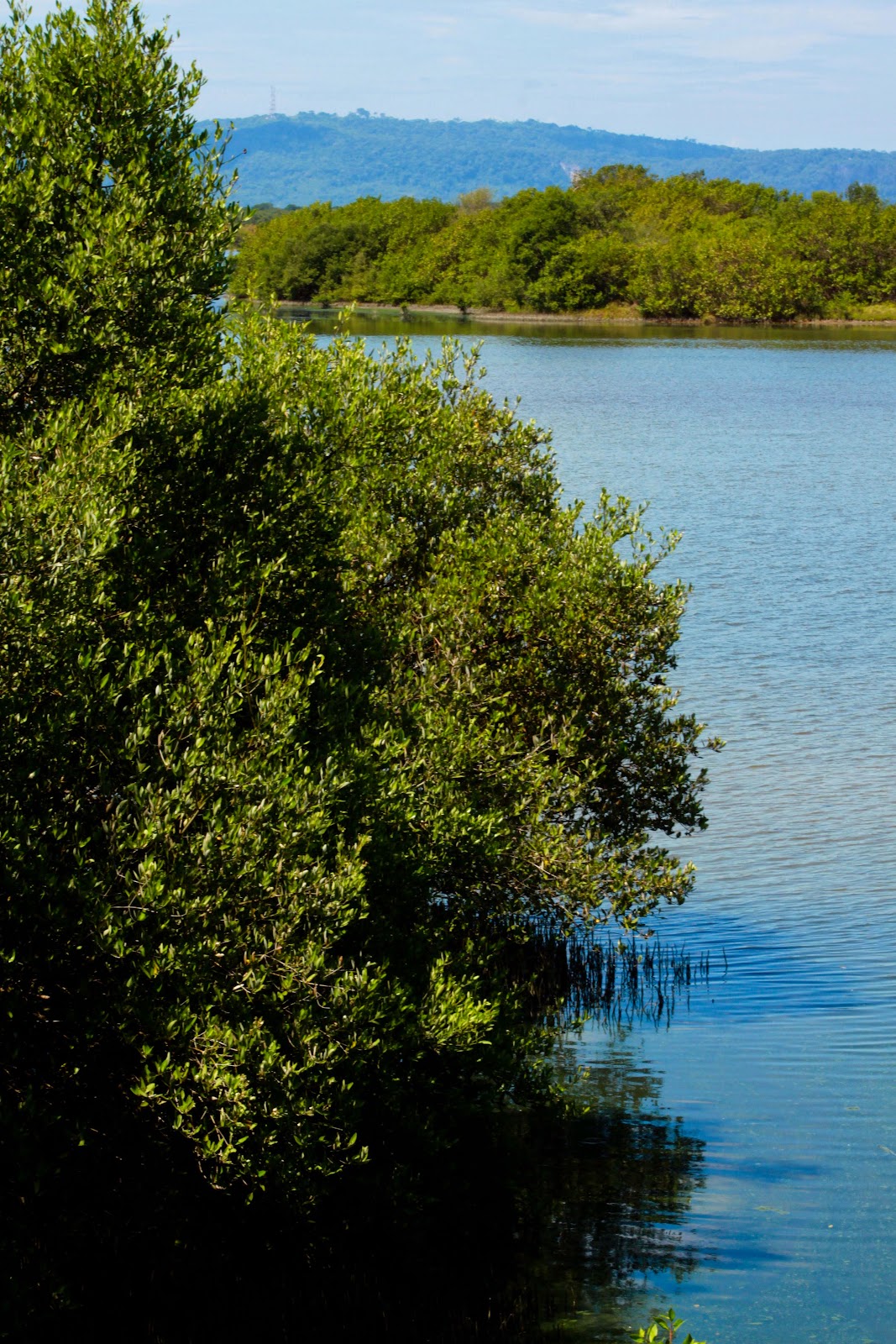 Museo Digital de Chichiriviche-Falcón: Refugio de Fauna Silvestre de Cuare.