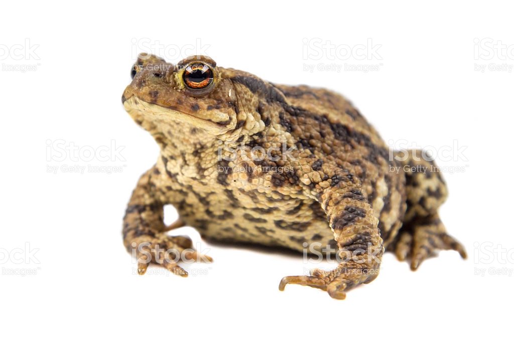 Biblioteca 8 Segundos: Animales en inglés y español