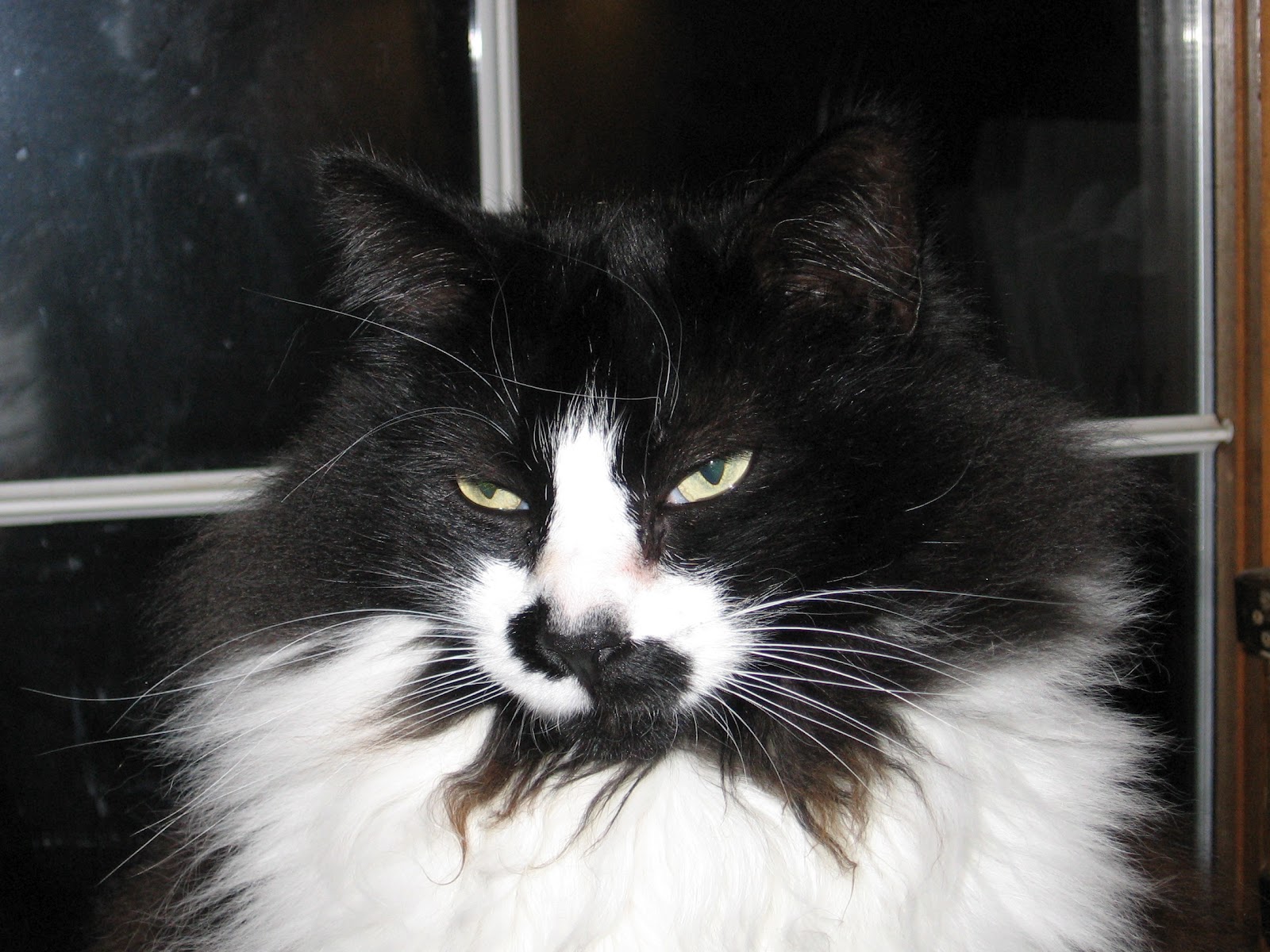 The Beauty You Love: Wisdom of my cat