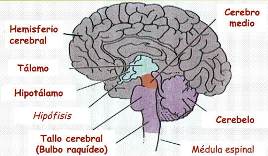 BLOG PSICOBIOLOGICO: BASES ANATOMICAS Y FISIOLOGICAS DEL SISTEMA NERVIOSO